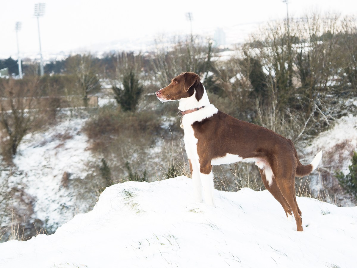 Snow Hound II – Meticulous Mick